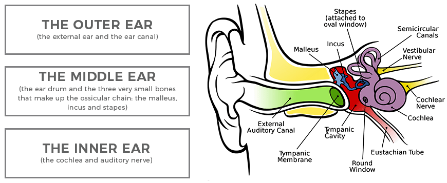 Hearing Loss Explained – Alexander Graham Bell Association